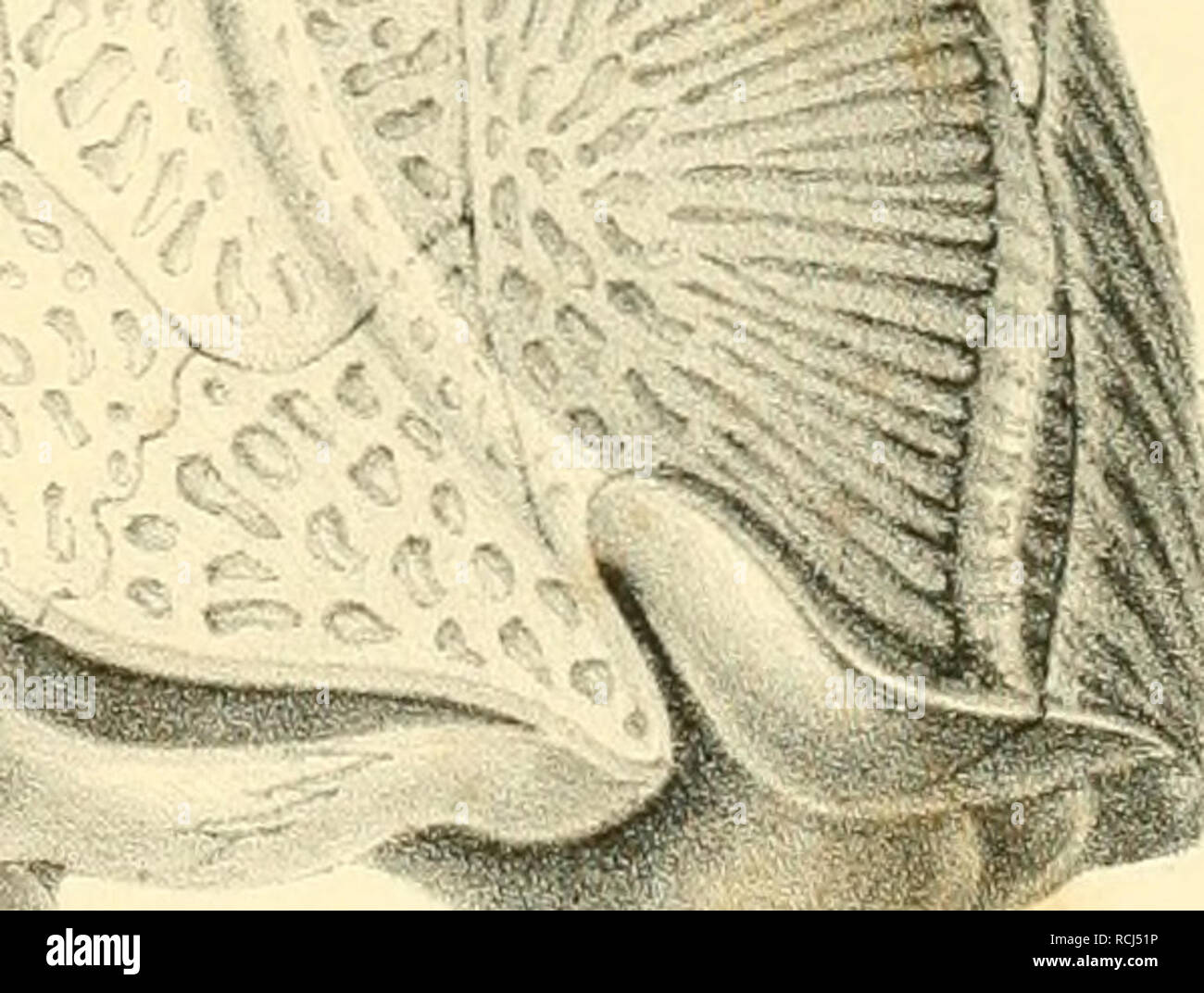Stegocephal hi-res stock photography and images - Alamy