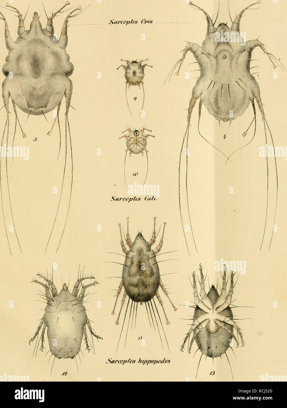 Sarcoptidae High Resolution Stock Photography and Images - Alamy