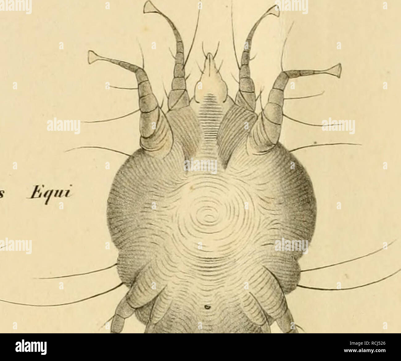Sarcoptidae High Resolution Stock Photography and Images - Alamy