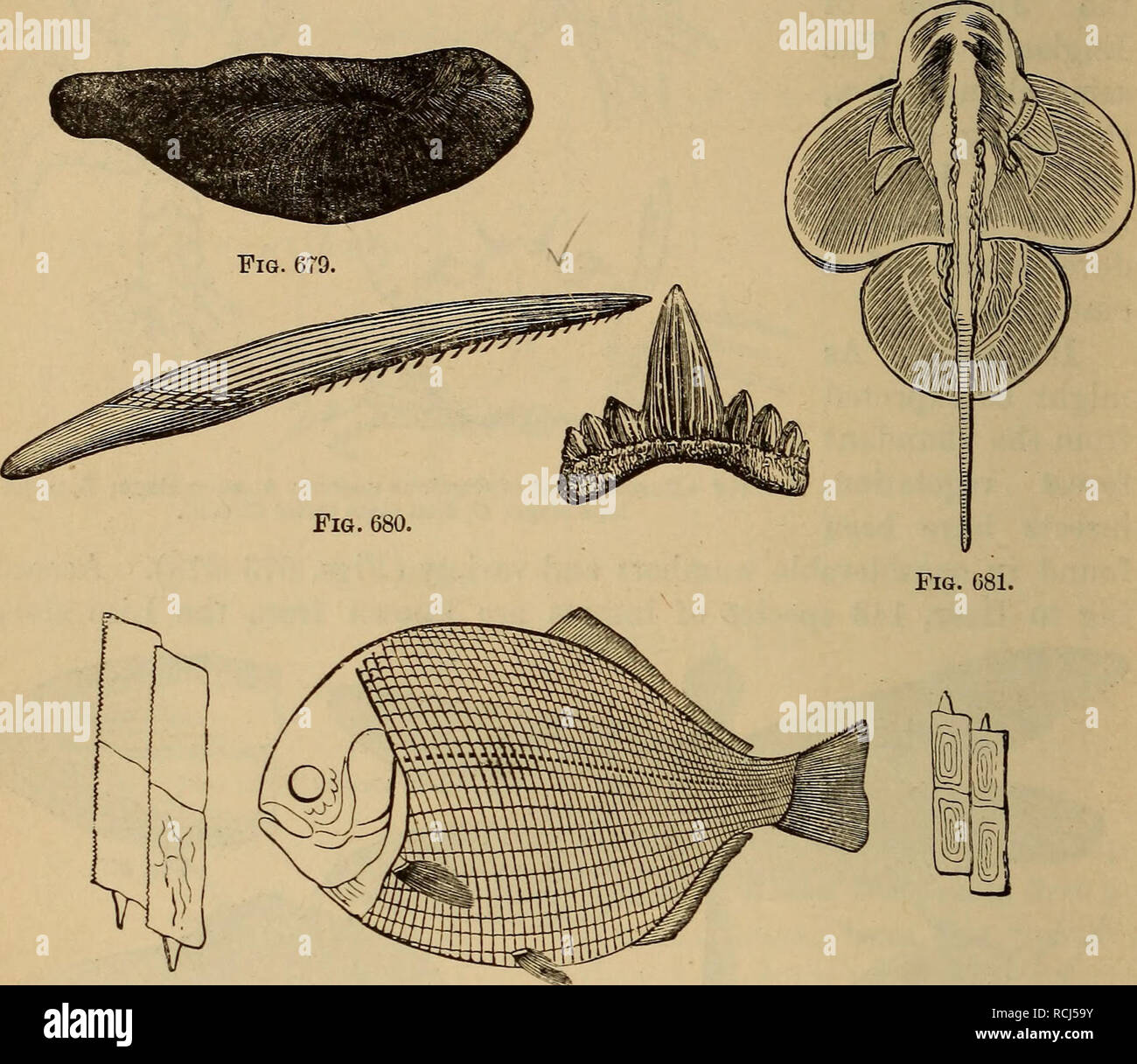 Mesozoic ganoid fishes hi-res stock photography and images - Alamy