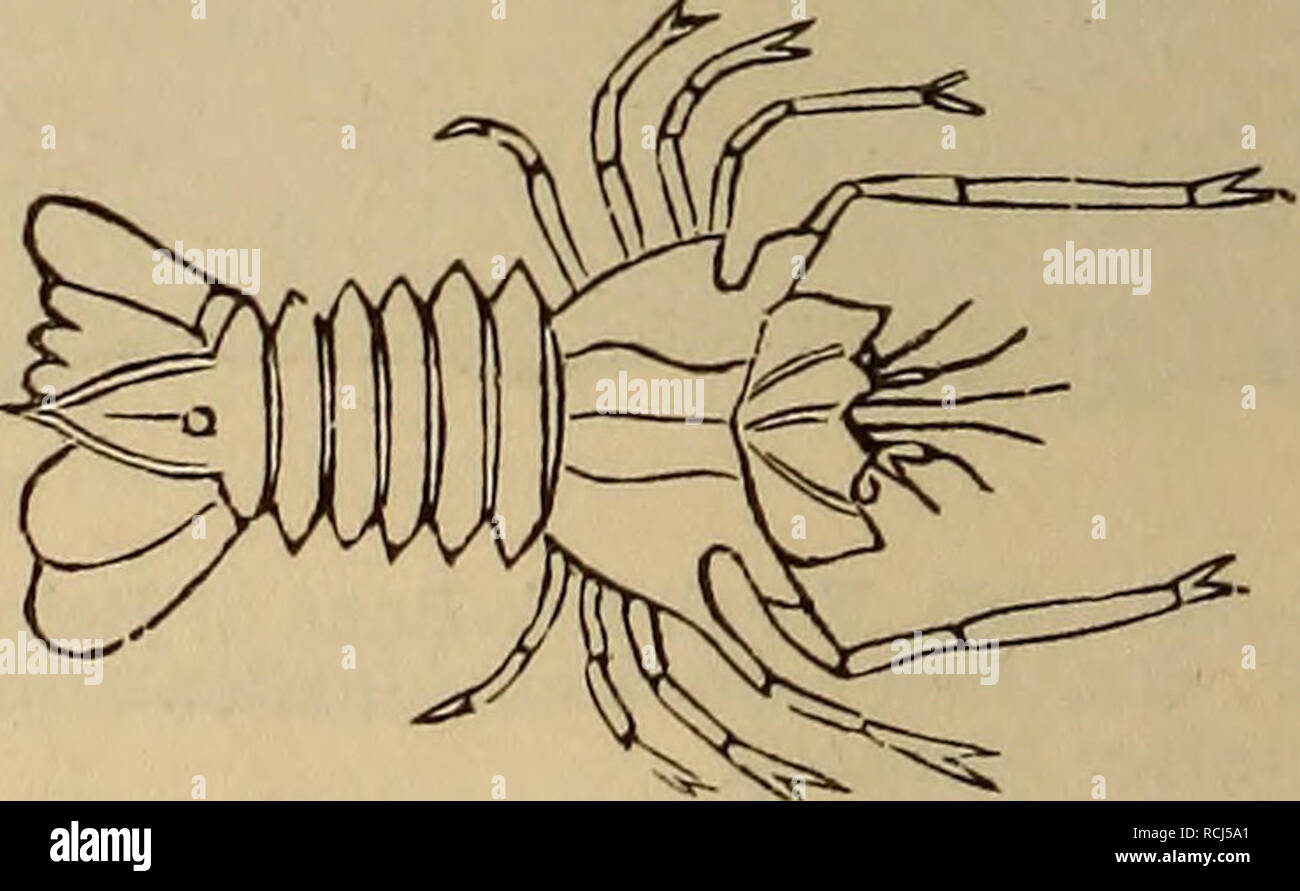 Eryon arctiformis hi-res stock photography and images - Alamy