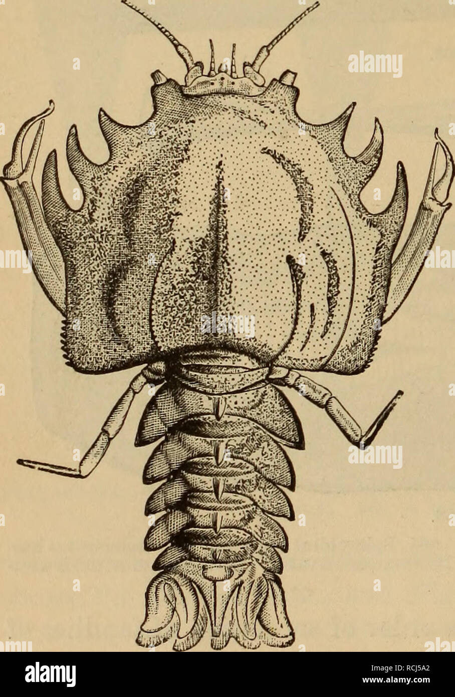 Neozoic era hi-res stock photography and images - Alamy