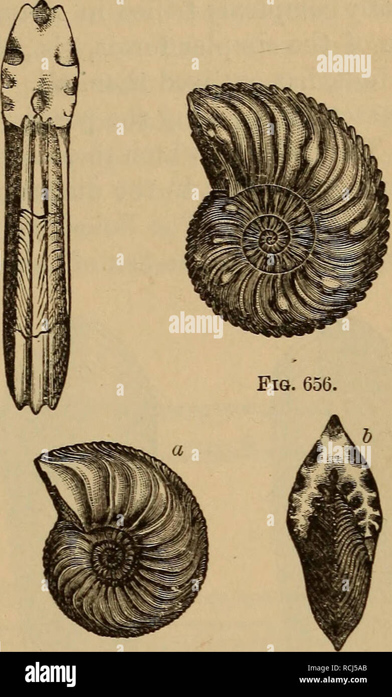 . Elements of geology : a text-book for colleges and for the general ...