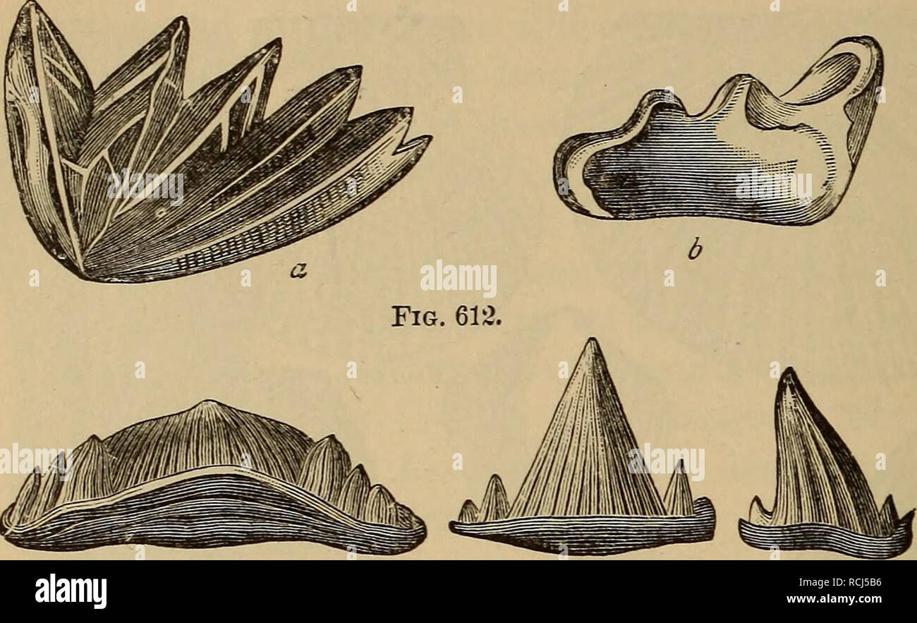 Labyrinthodont hi-res stock photography and images - Alamy