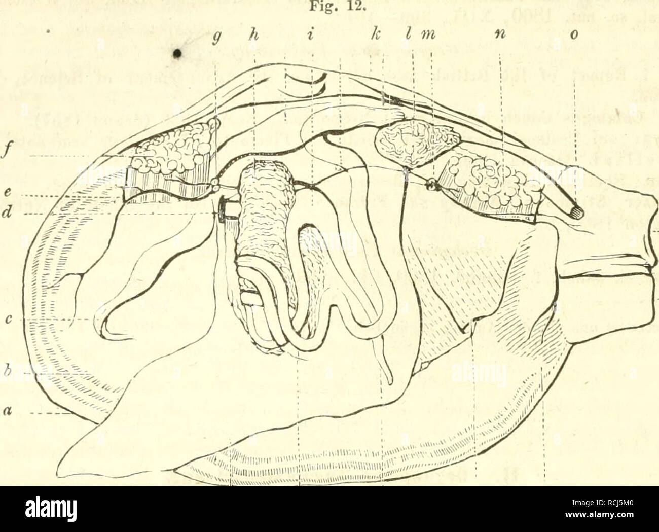 Mund anatomie hi-res stock photography and images - Alamy