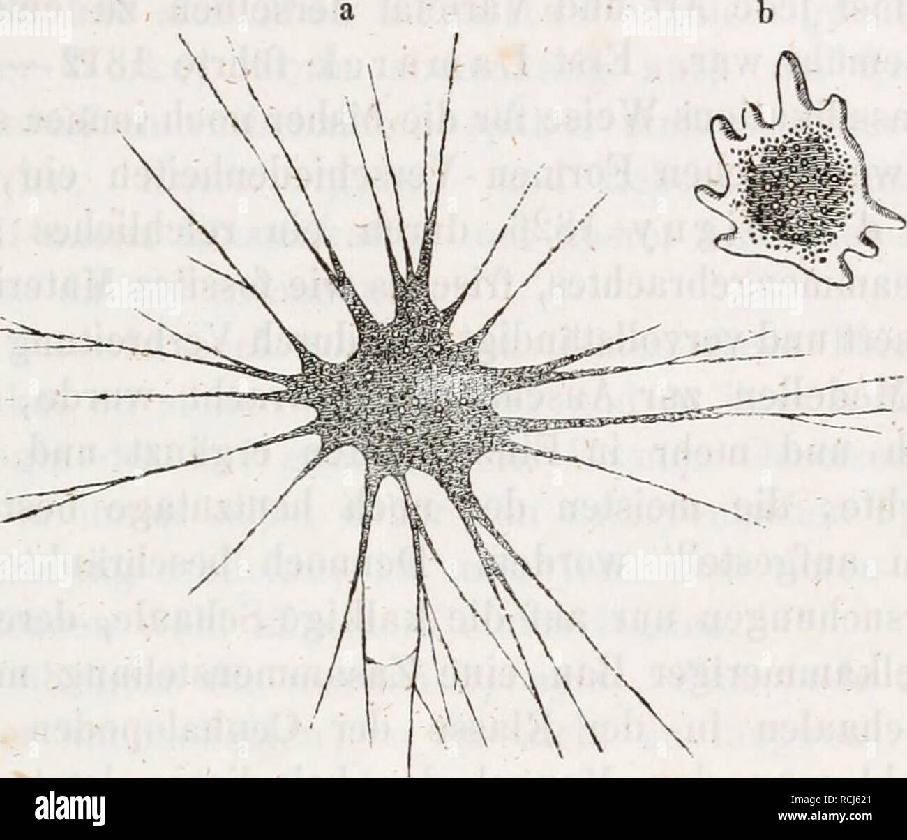 Amoeba sp hi-res stock photography and images - Alamy