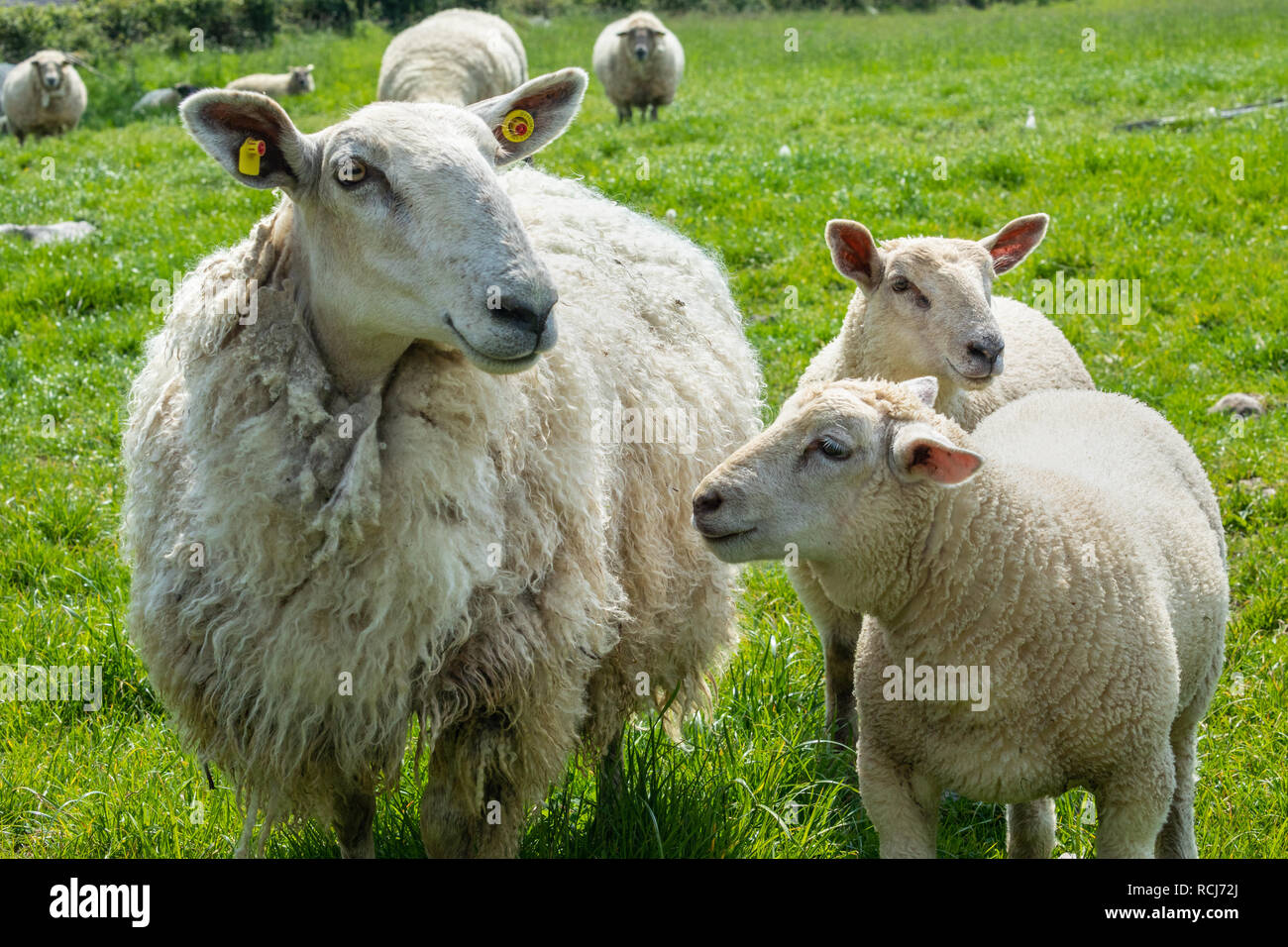 White sheep ireland hi-res stock photography and images - Alamy