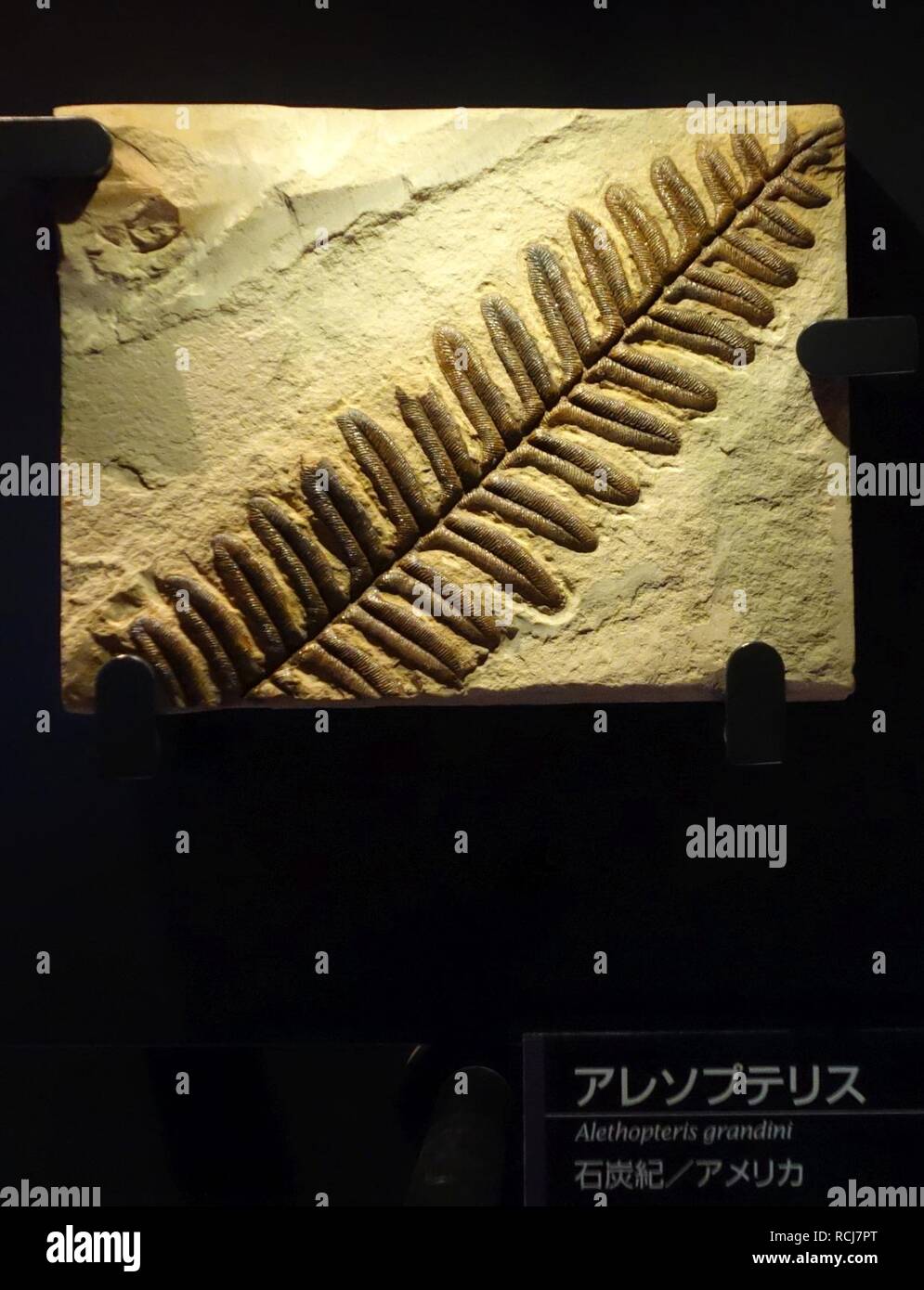 Alethopteris hi-res stock photography and images - Alamy