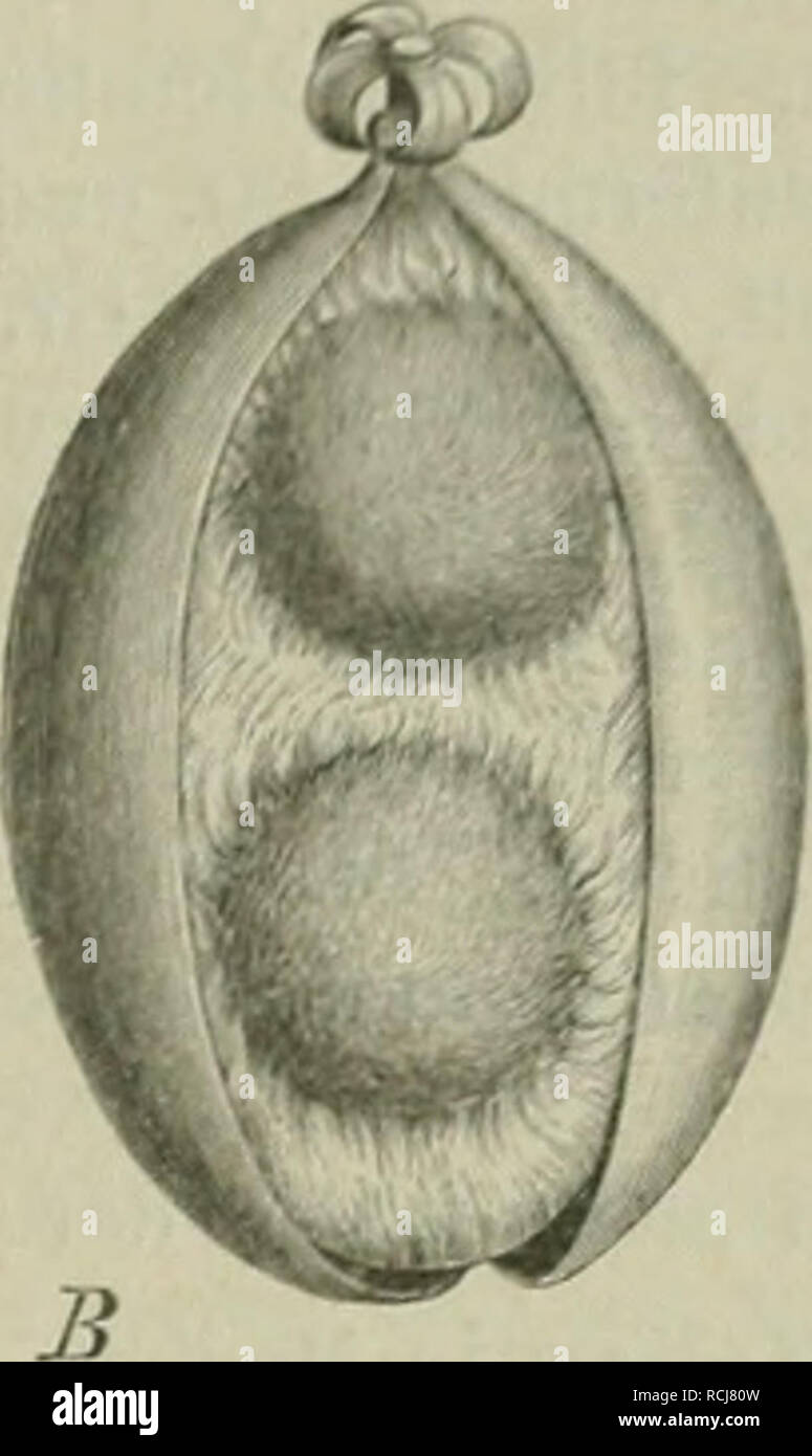 Arillas hi-res stock photography and images - Alamy