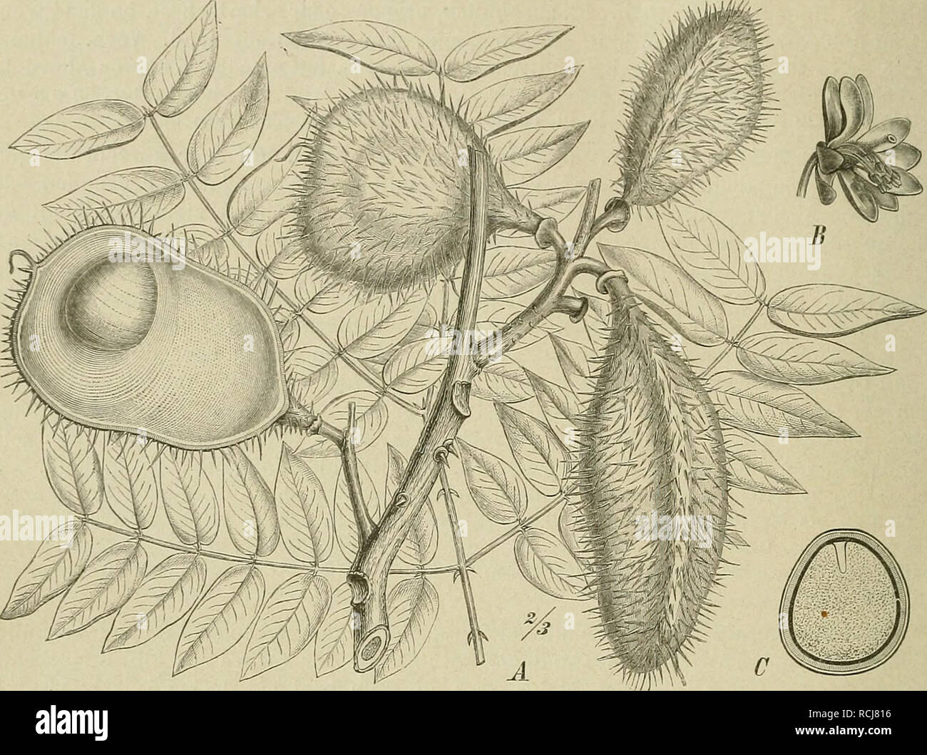 Caesalpinia bonducella hi-res stock photography and images - Alamy