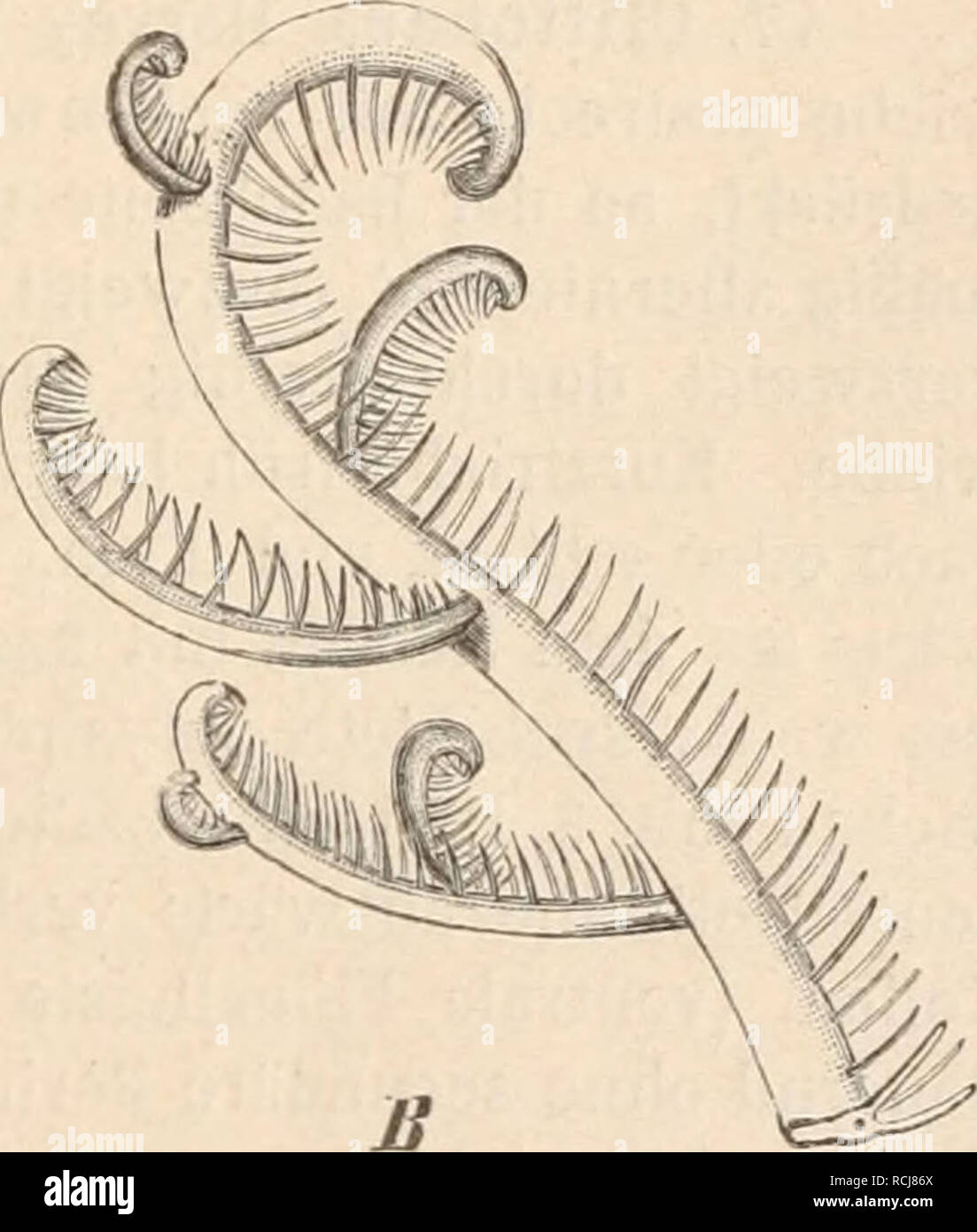 Langtriebe hi-res stock photography and images - Alamy