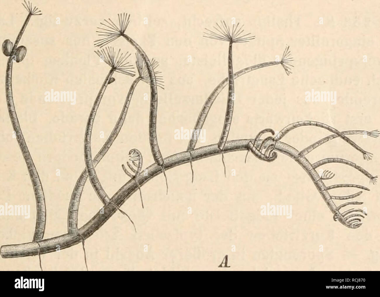 Langtriebe hi-res stock photography and images - Alamy