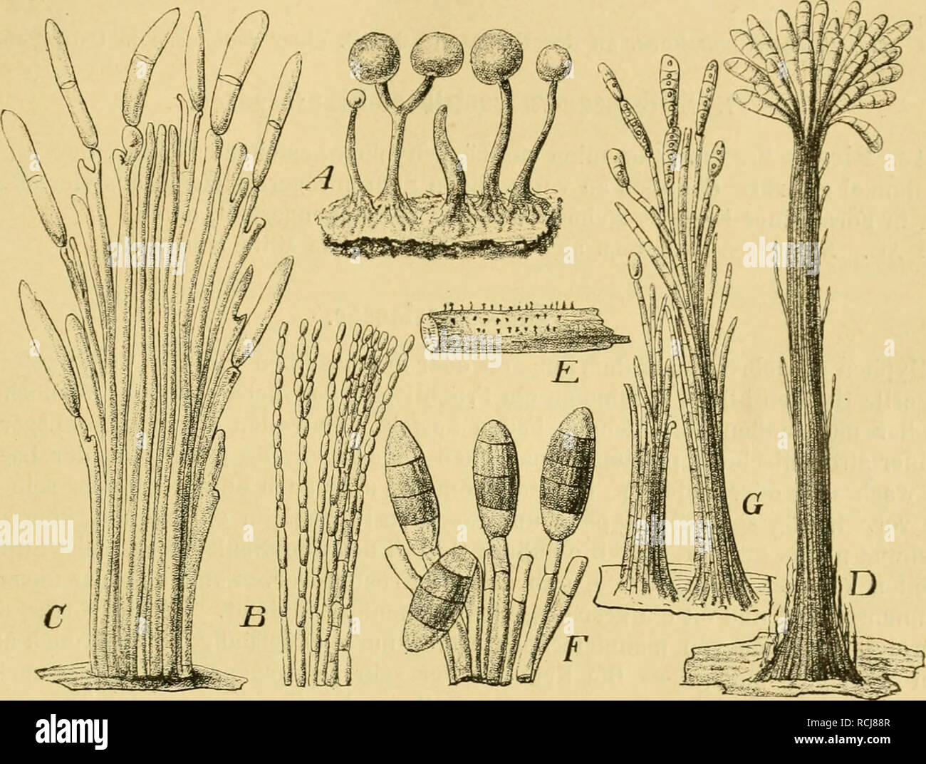 Subtropen High Resolution Stock Photography and Images - Alamy