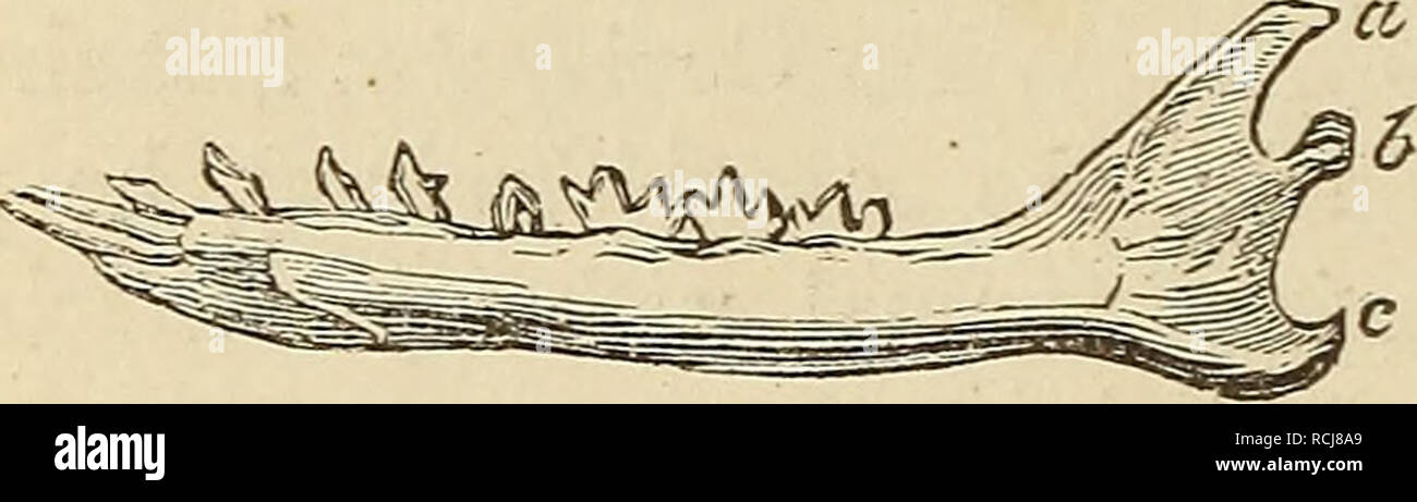 Phascolotherium hi-res stock photography and images - Alamy