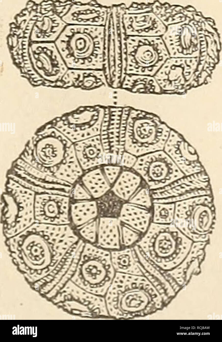 Diceras Arietina High Resolution Stock Photography and Images - Alamy