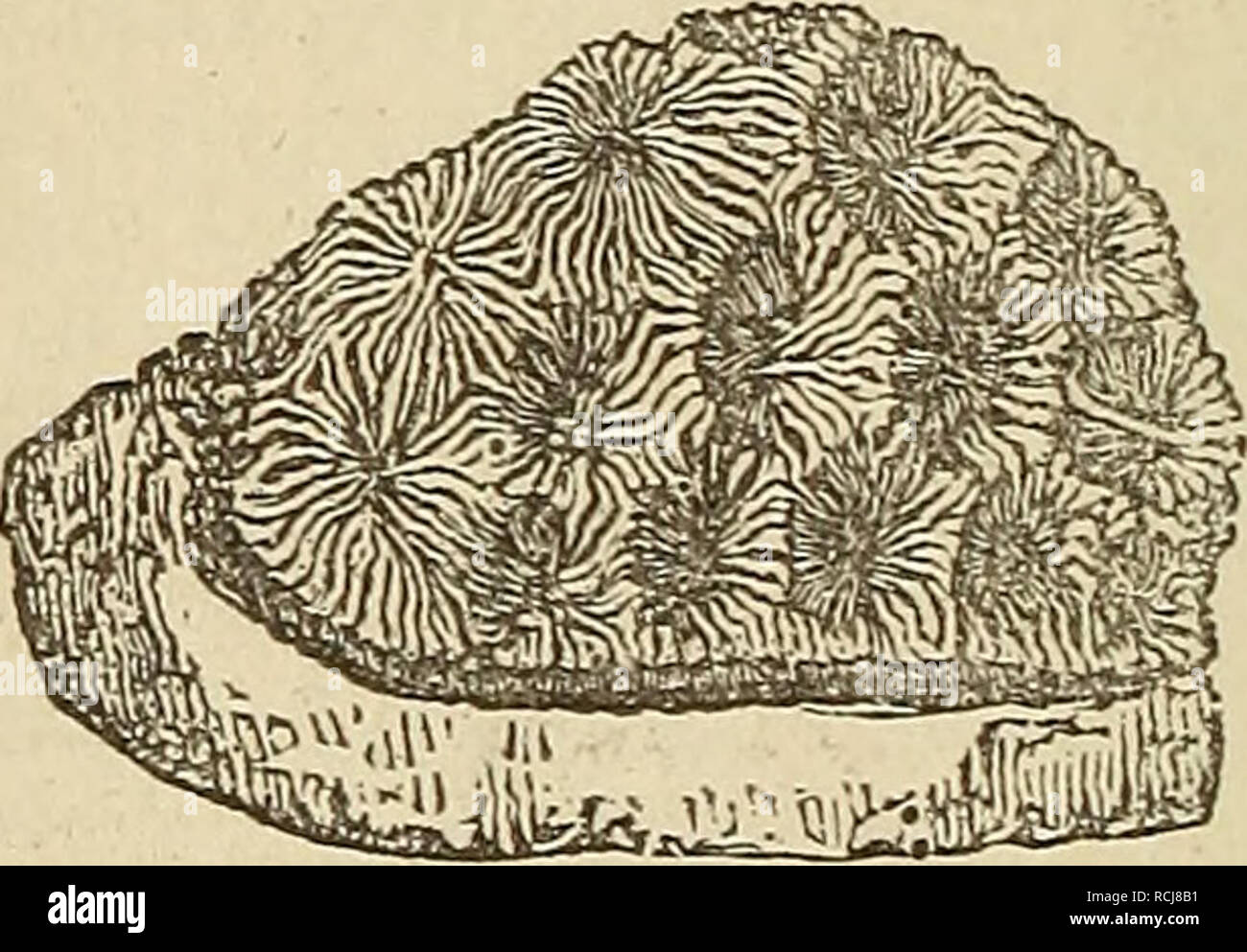 . Elements of geology, or, The ancient changes of the earth and its ...