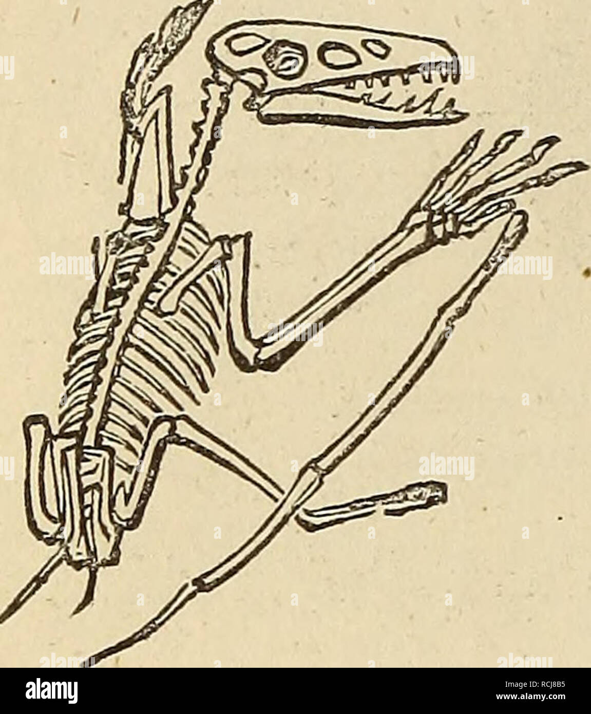 Pterodactyl fossils hi-res stock photography and images - Alamy
