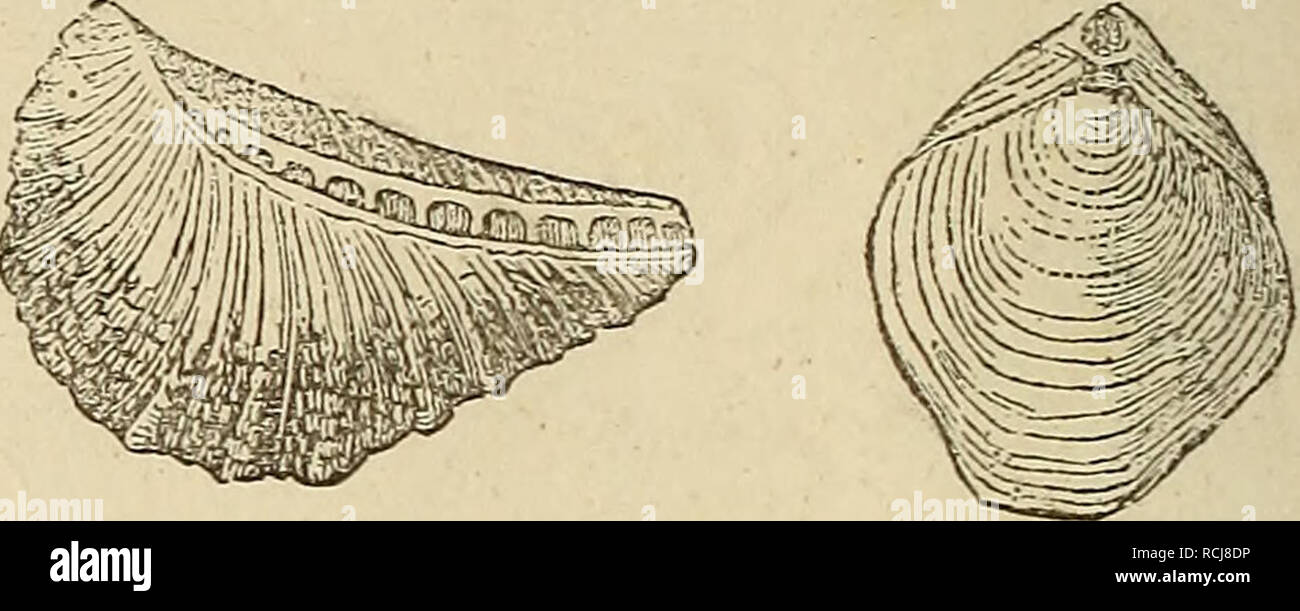 . Elements of geology, or, The ancient changes of the earth and its ...