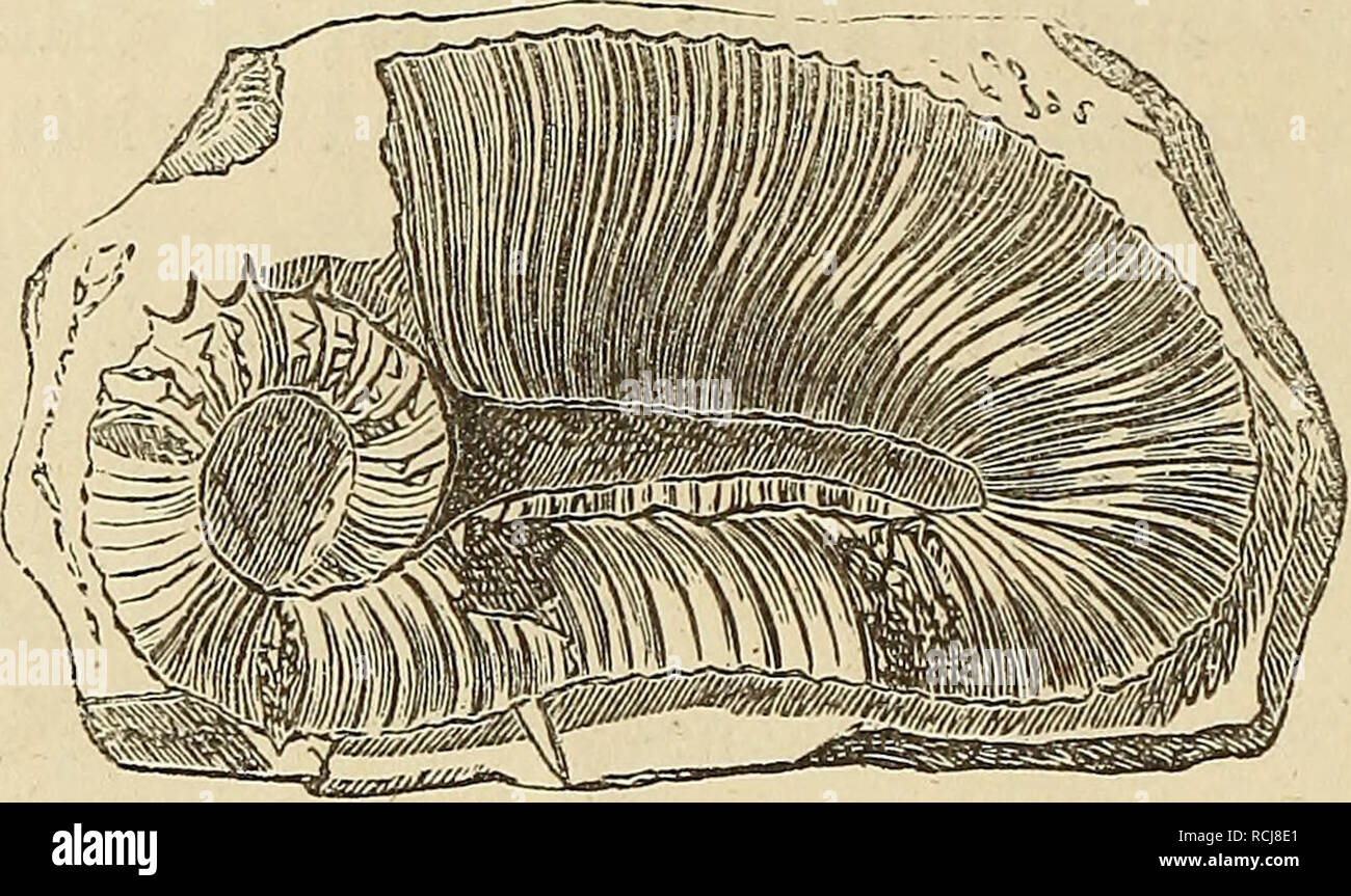 Hamite hi-res stock photography and images - Alamy