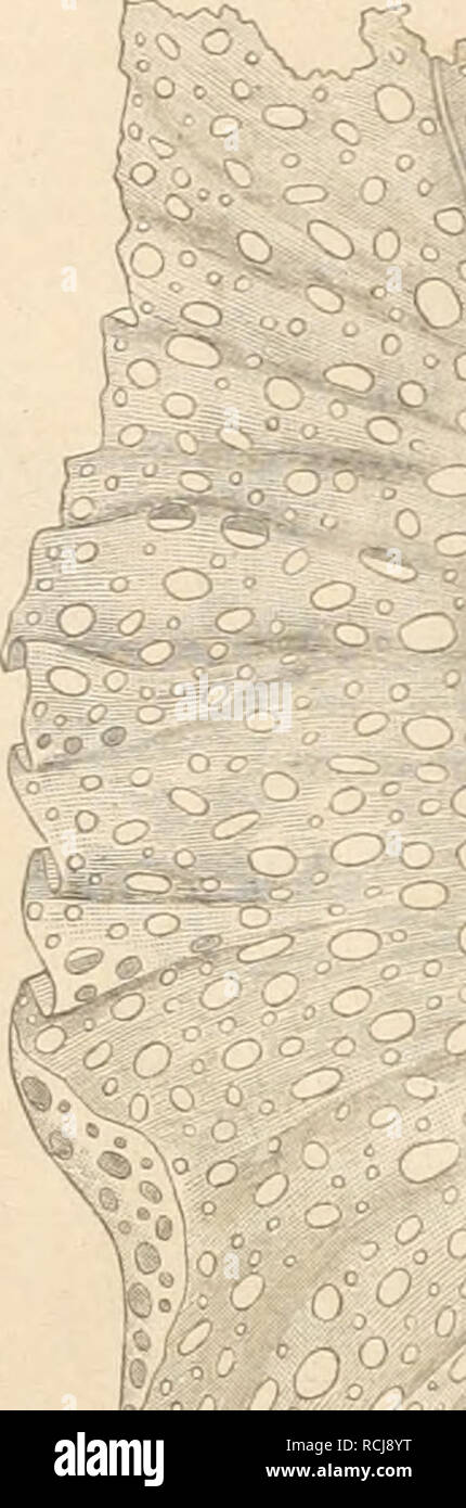 Laminaria Microscope Labeled