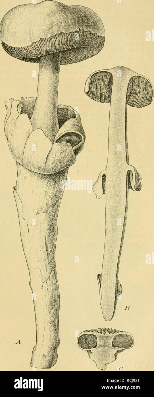 Polypora hi-res stock photography and images - Alamy
