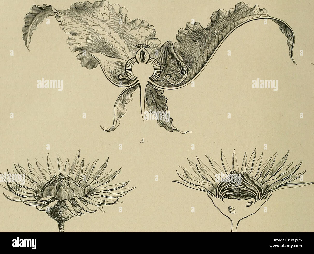 Monodora myristica hi-res stock photography and images - Alamy