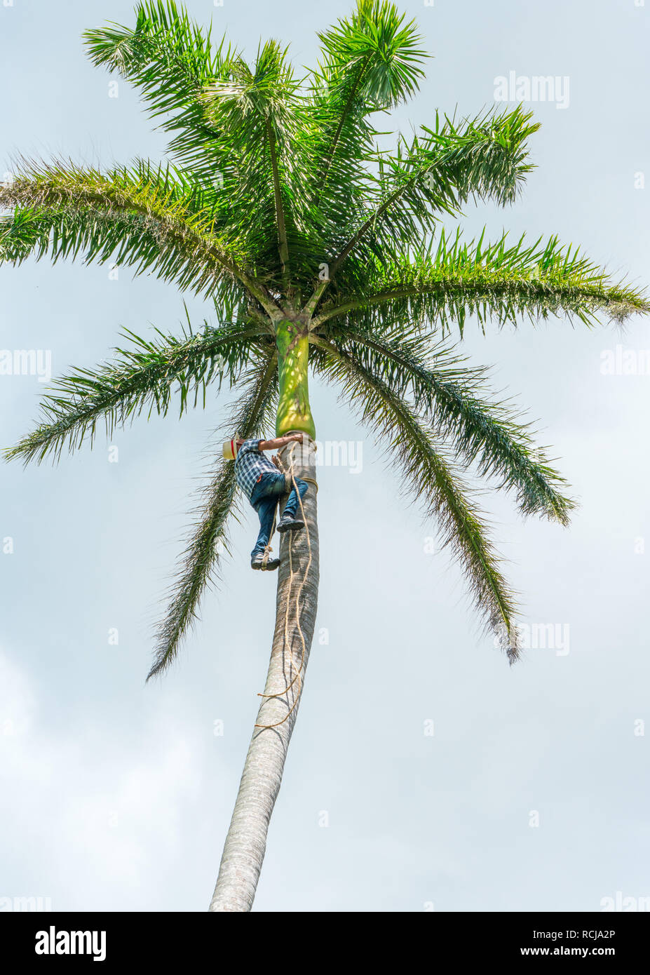 Adult male climbs tall coconut tree with rope to get coco nuts ...