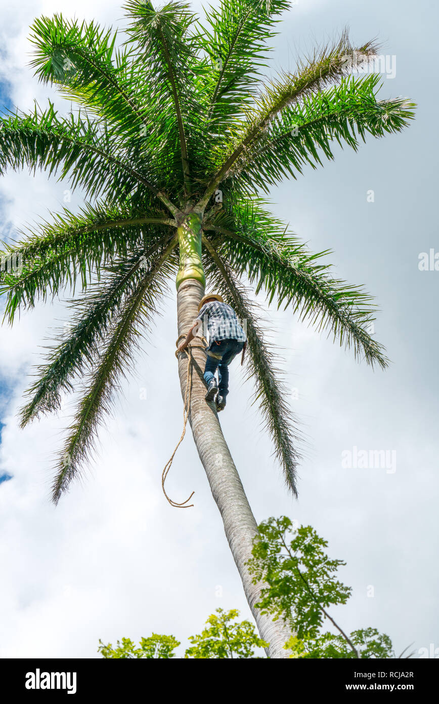 Adult male climbs tall coconut tree with rope to get coco nuts ...
