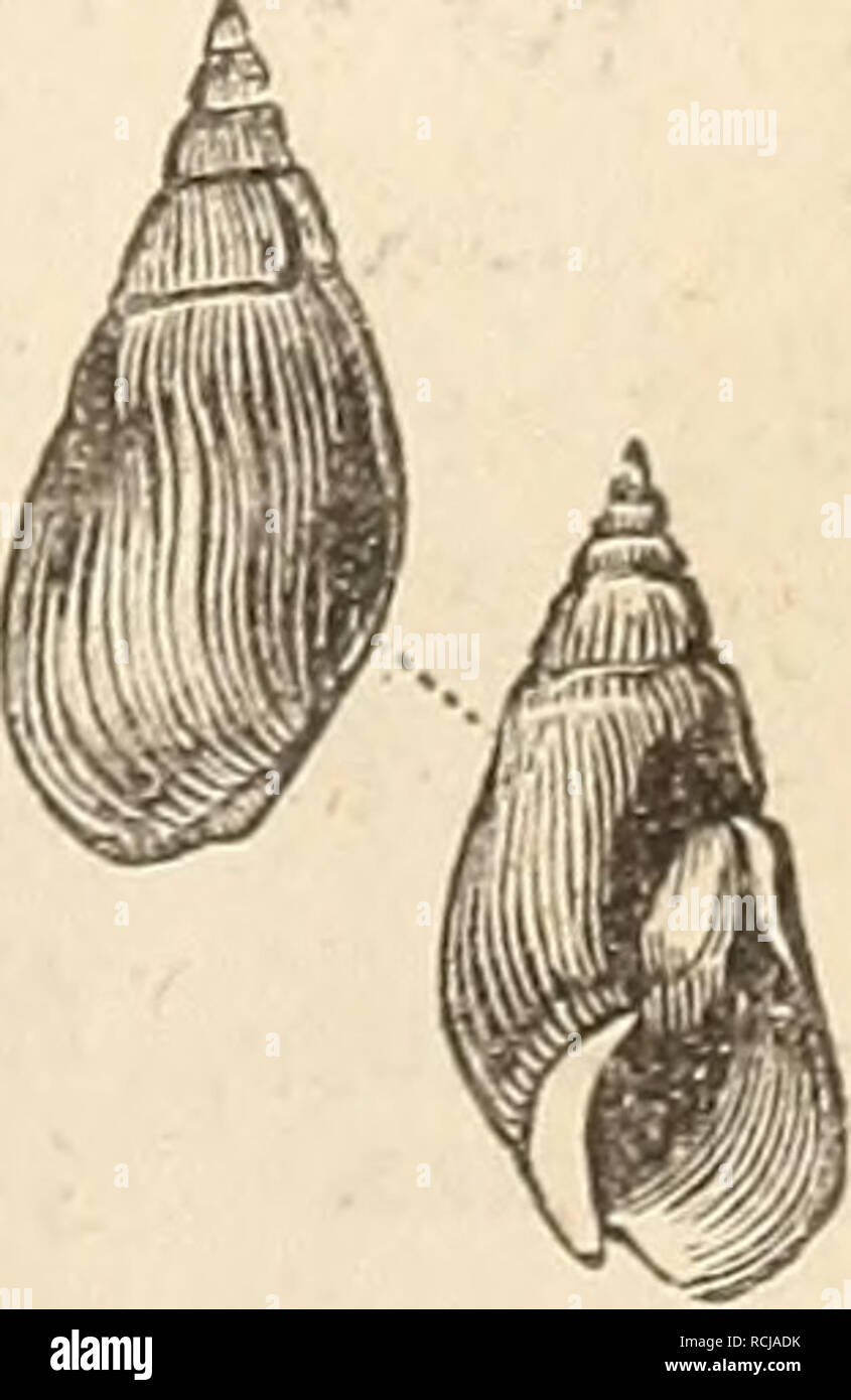 . Elements of geology, or, The ancient changes of the earth and its ...