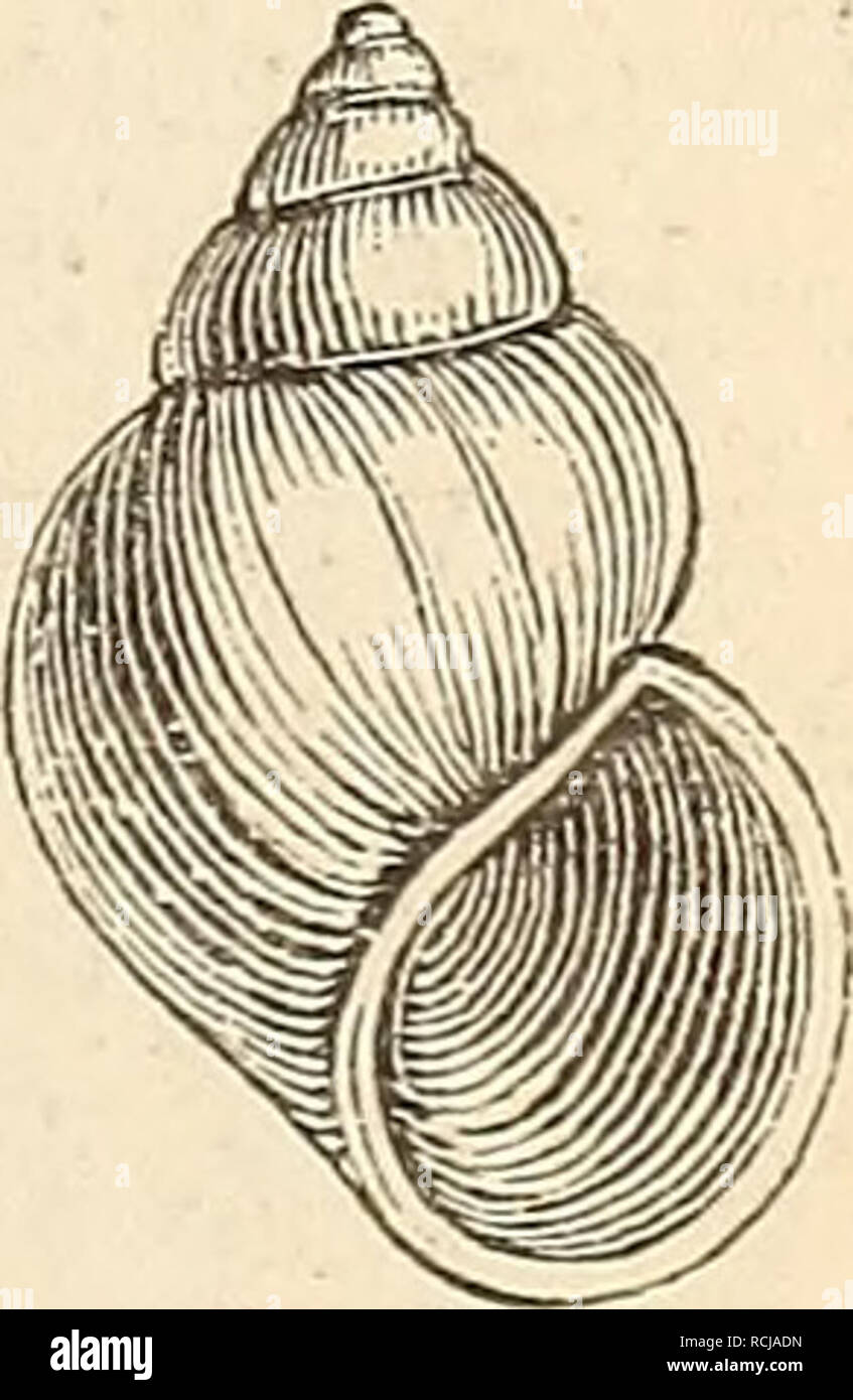 Succinea amphibia hi-res stock photography and images - Alamy