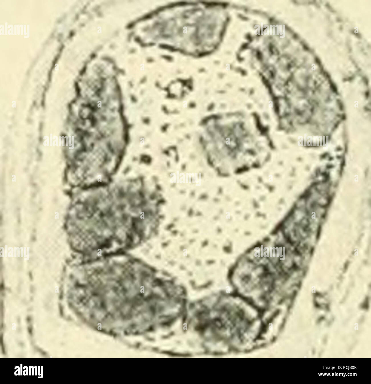 Epitheliom hi-res stock photography and images - Alamy