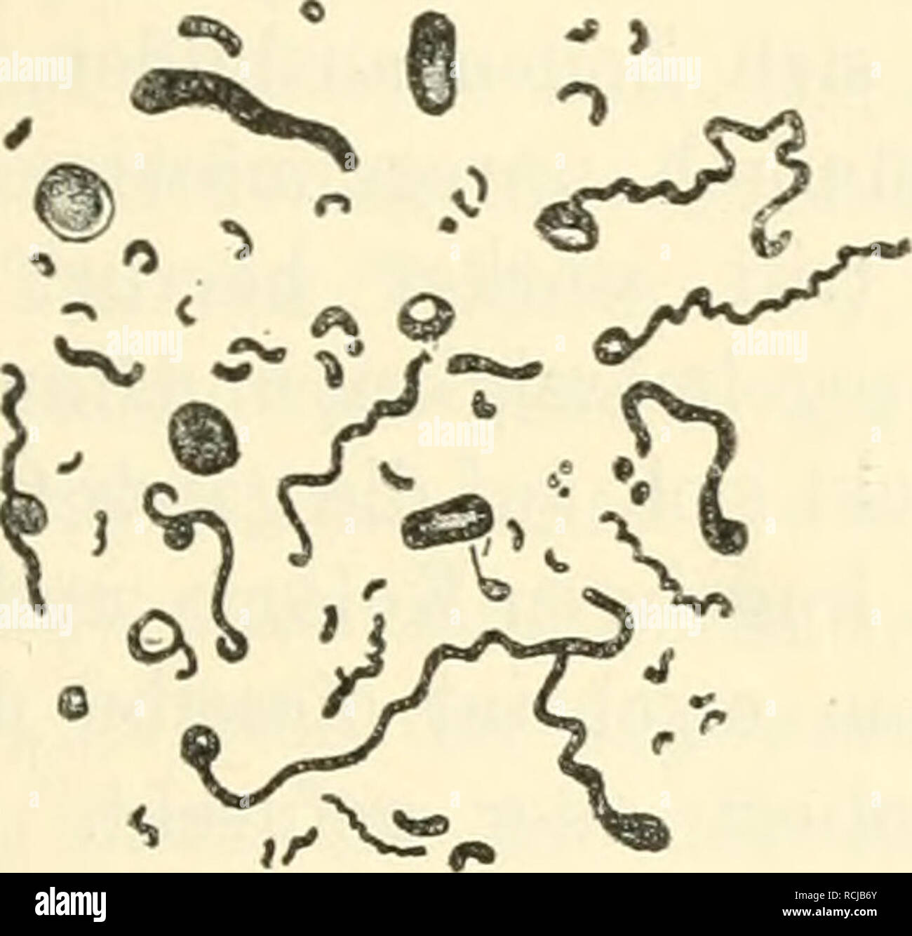 Spirillen hi-res stock photography and images - Alamy