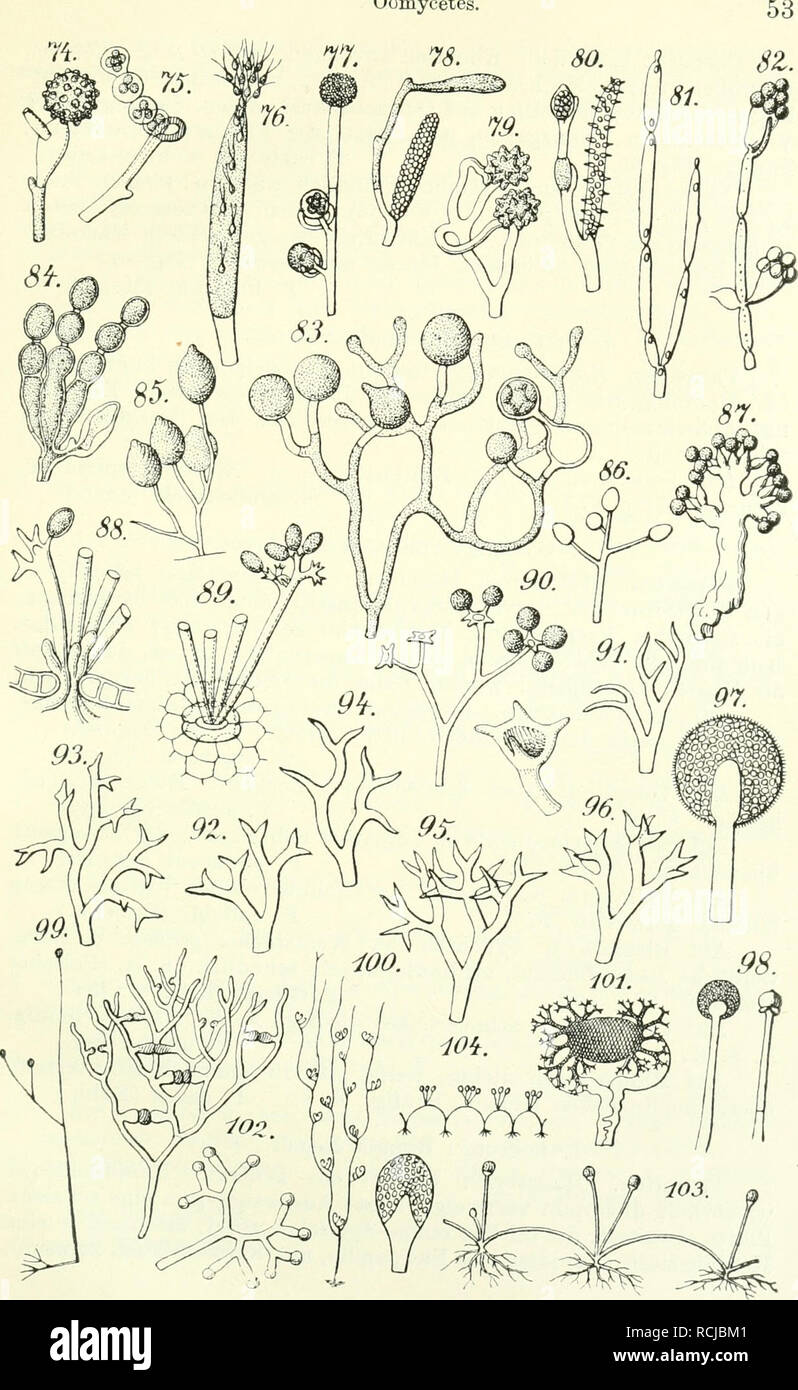 Oomycetes hi-res stock photography and images - Alamy