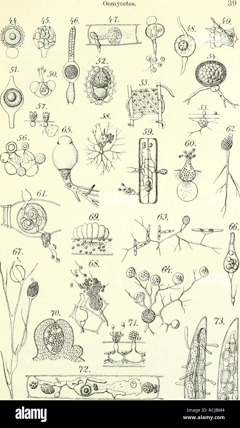 Oomycetes hi-res stock photography and images - Alamy