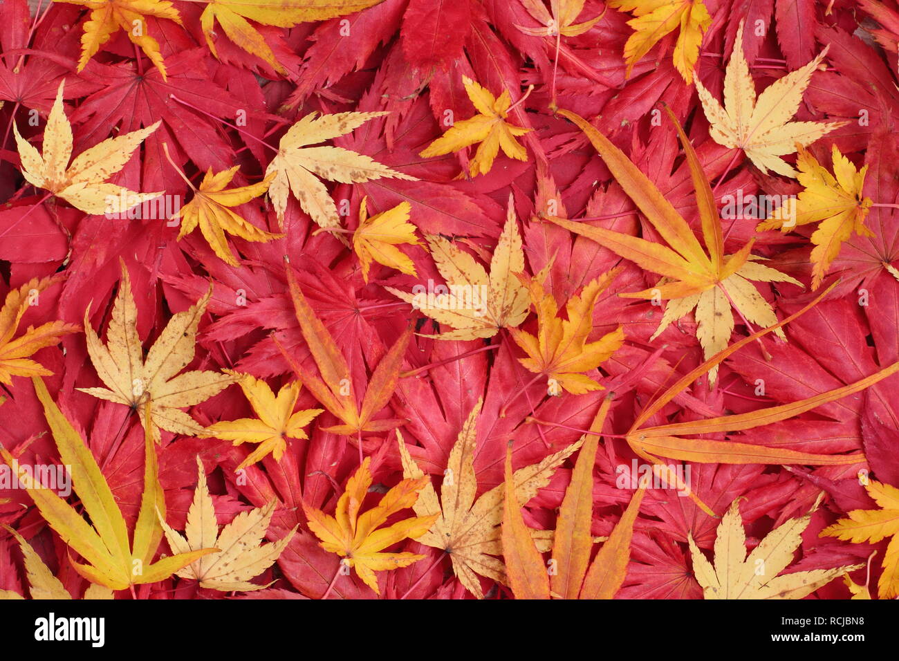 Acer palmatum leaves hi-res stock photography and images - Alamy