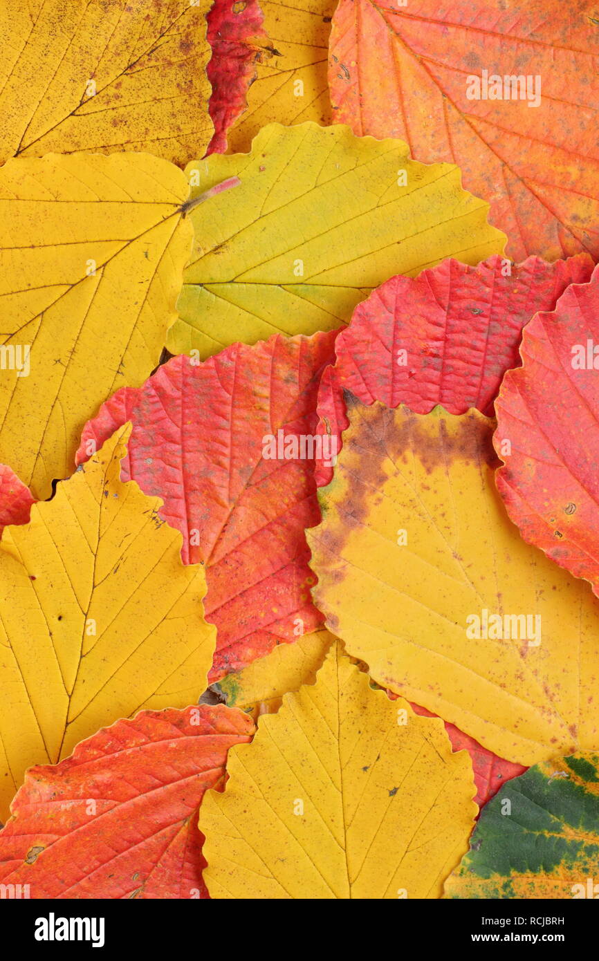 Hamamelis x intermedia. Vibrant autumn witch hazel leaves Pictured ...
