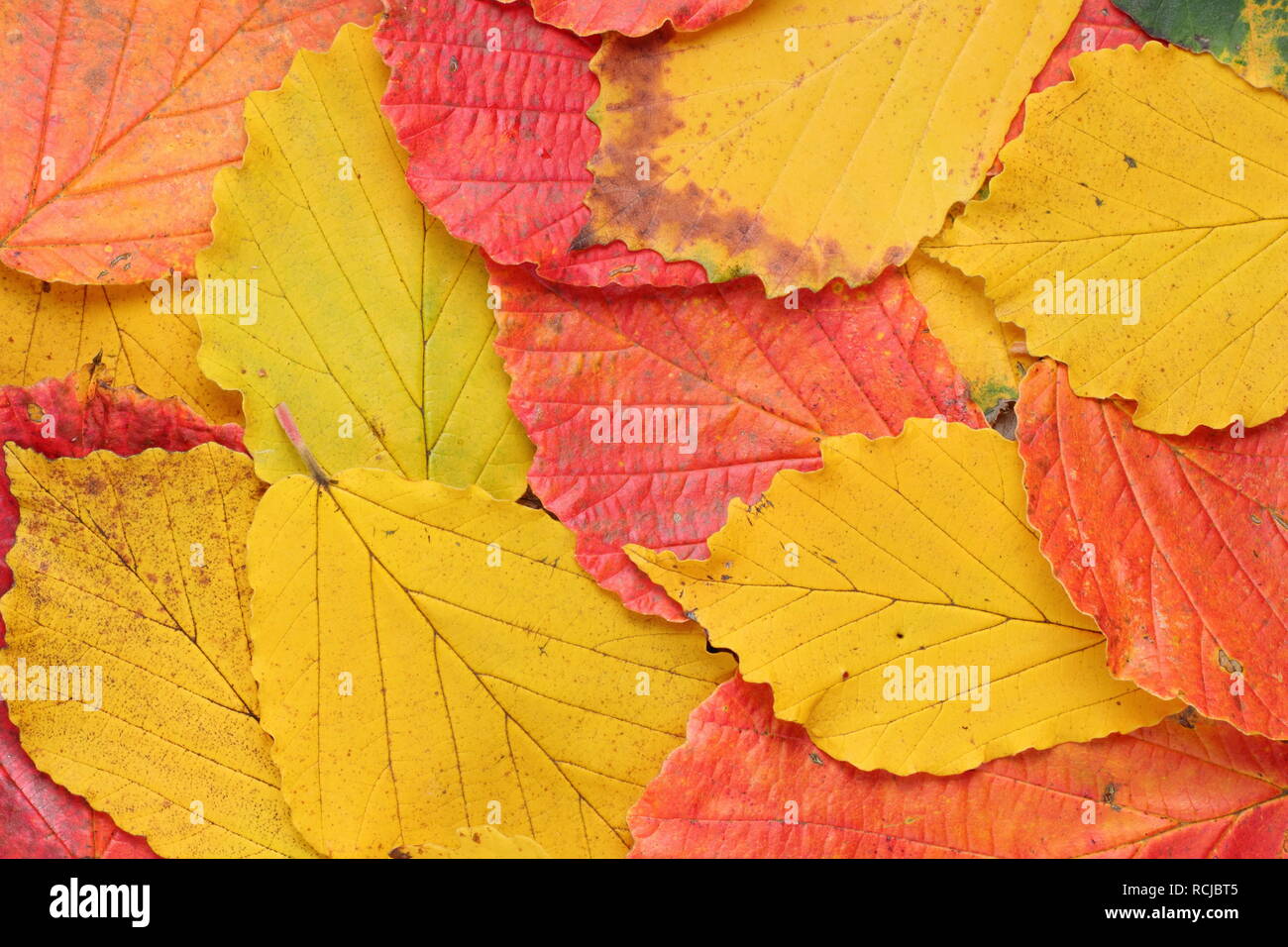 Hamamelis x intermedia. Vibrant autumn witch hazel leaves Pictured ...