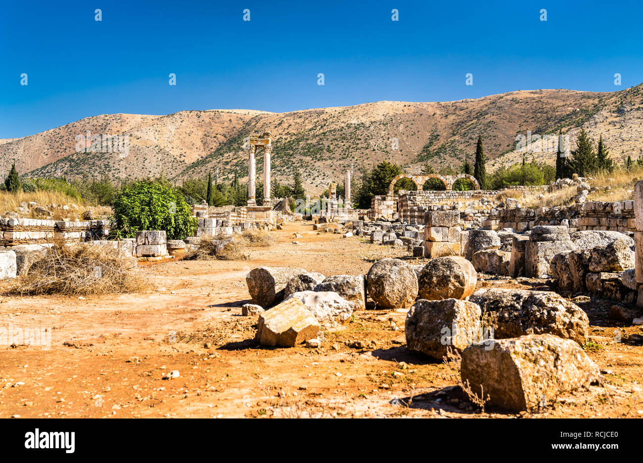Gerrha hi-res stock photography and images - Alamy