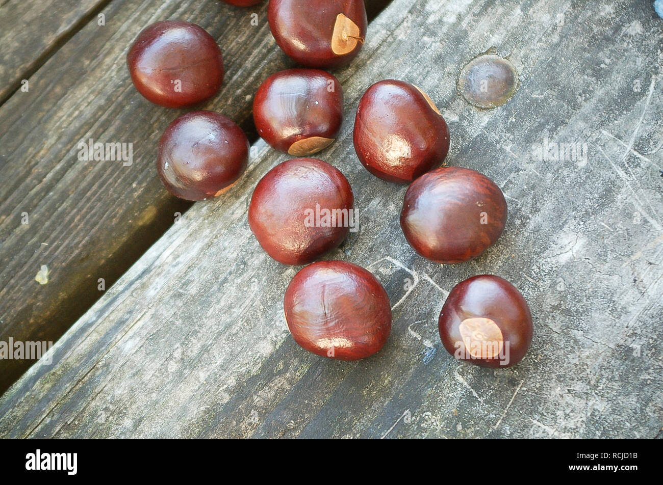 Buckeye tree nut hi-res stock photography and images - Alamy