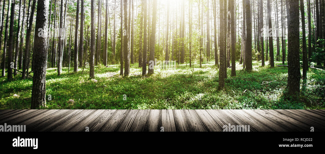 Wild trees in forest Stock Photo - Alamy
