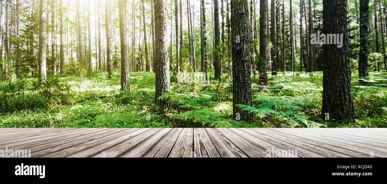 Forest. Wild plants and trees Stock Photo - Alamy