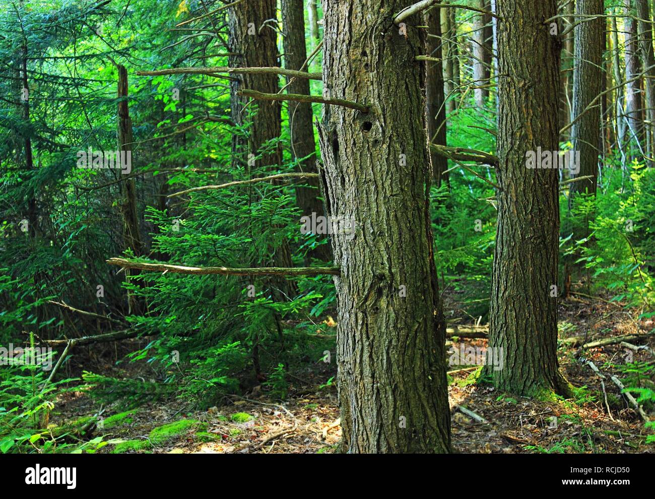 Algerine hi-res stock photography and images - Alamy