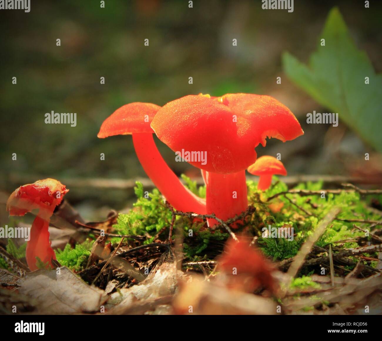 Algerine hi-res stock photography and images - Alamy