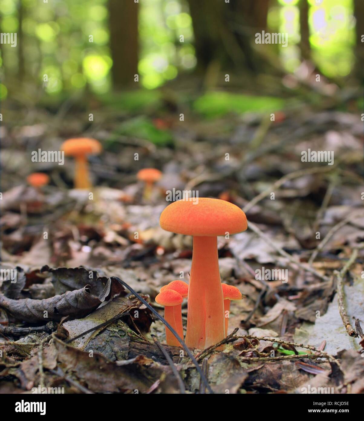 Algerine hi-res stock photography and images - Alamy