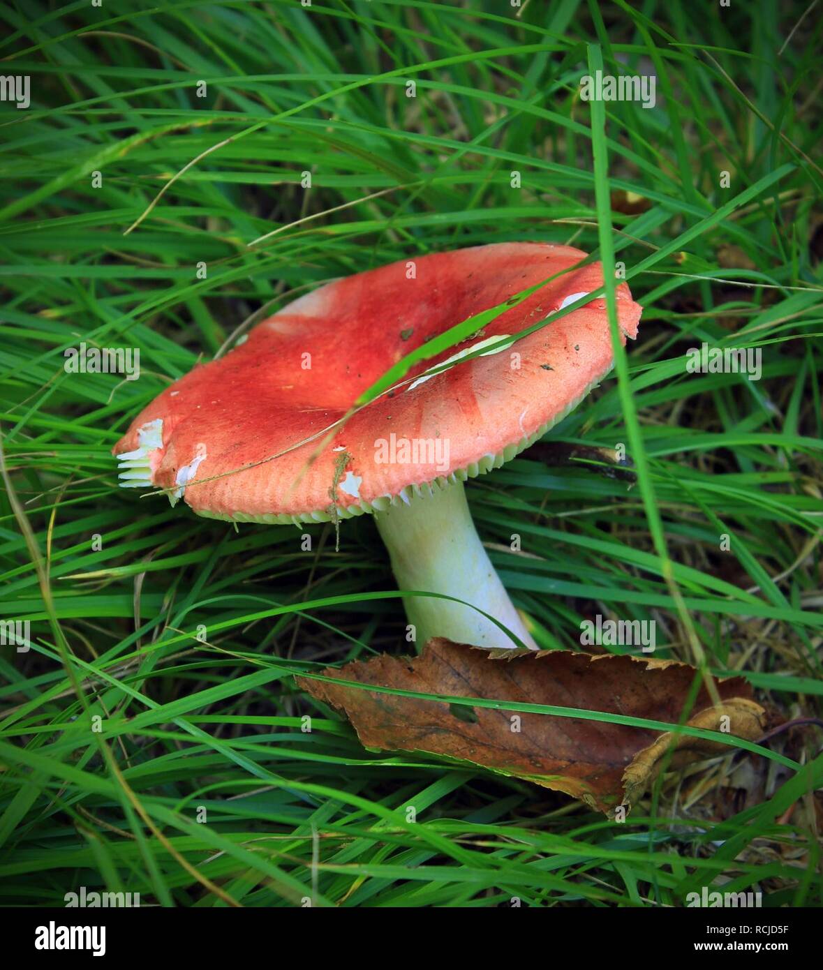 Algerine Swamp Natural Area (Revisited) (10) (29270874266 Stock Photo ...