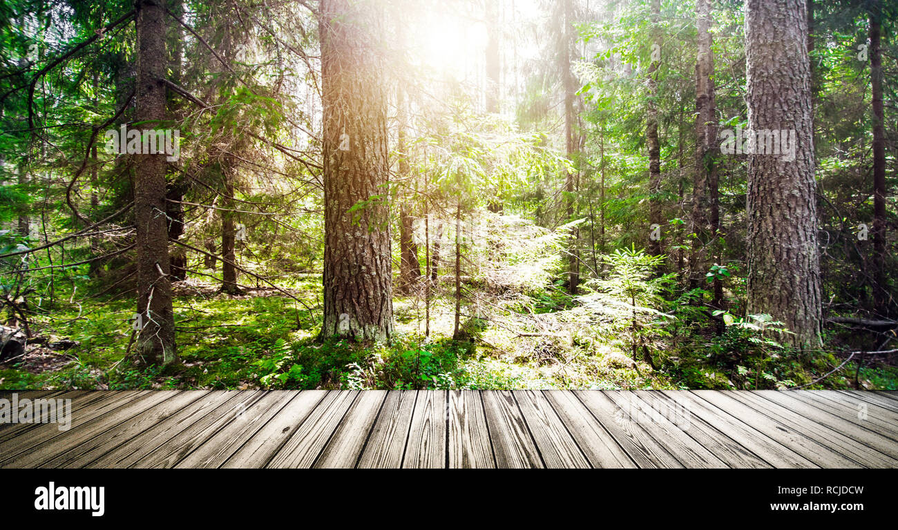 Jungle morning light forest sun hi-res stock photography and images - Alamy