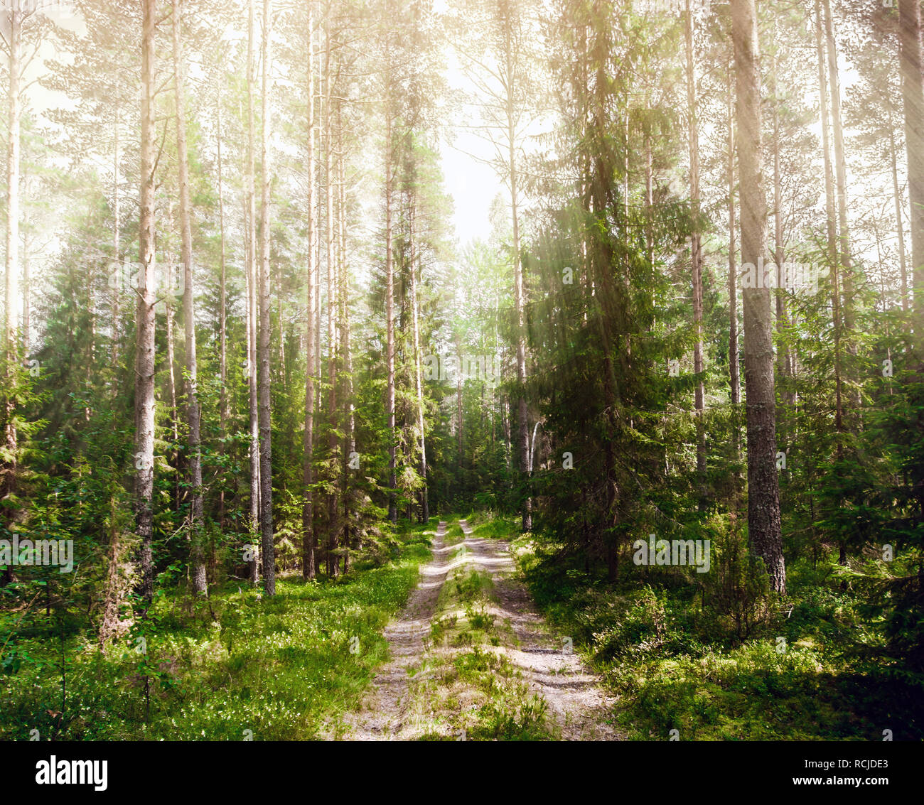 Forest and road Stock Photo - Alamy
