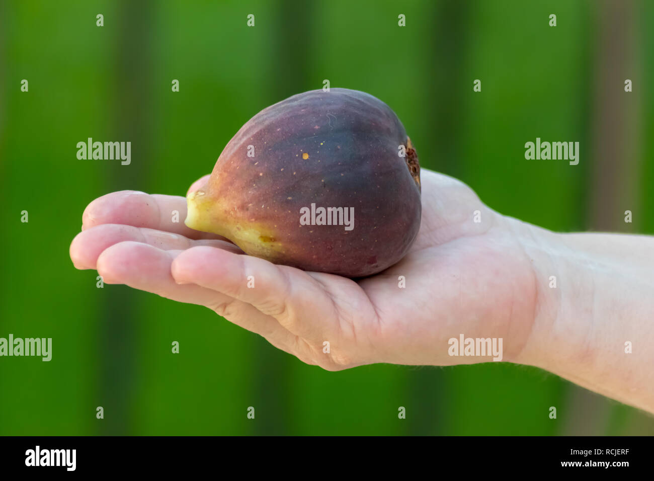 Closeup of a hand holding a fig fruit Stock Photo - Alamy
