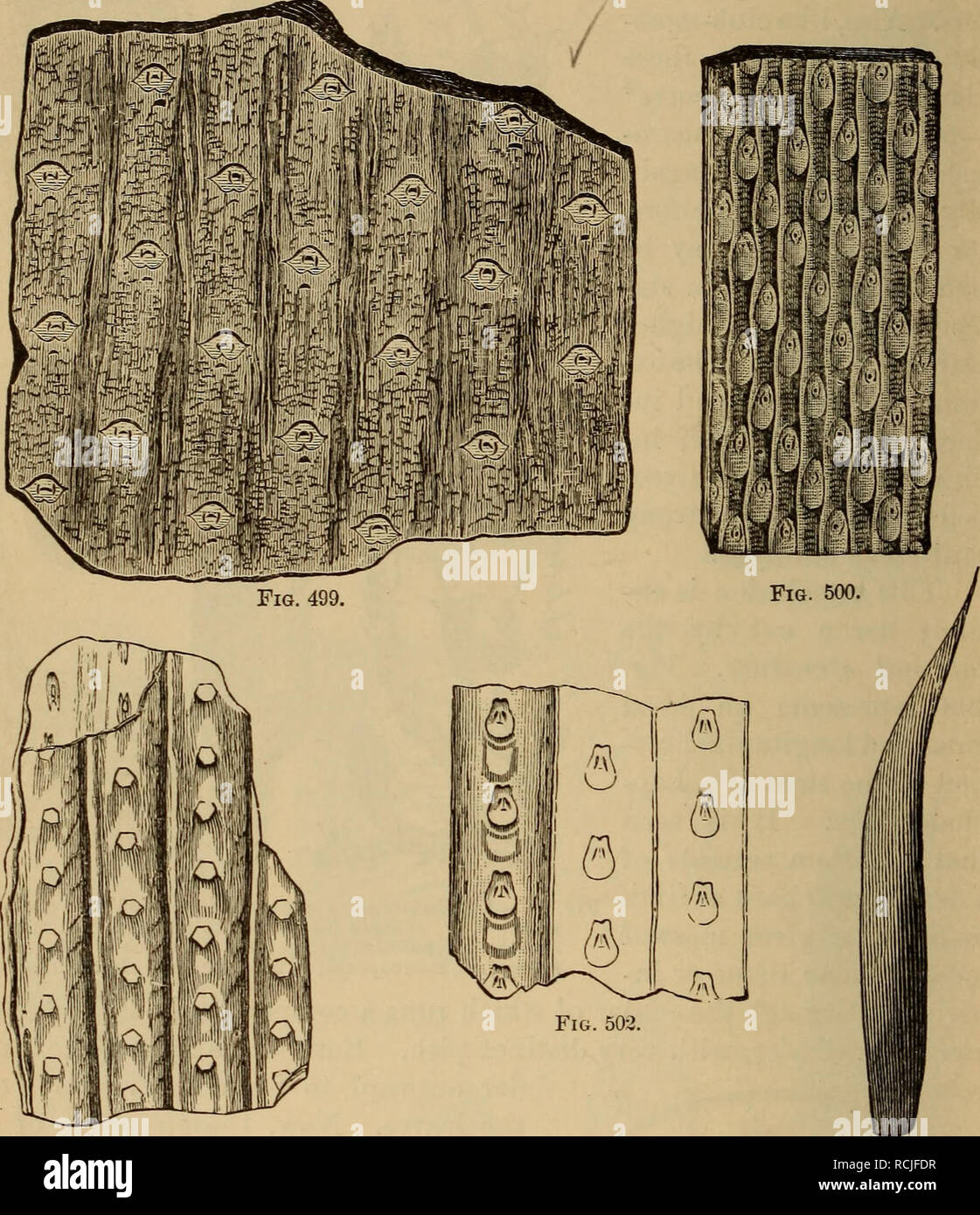 Sigillaria genus hi-res stock photography and images - Alamy