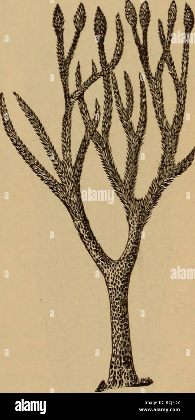 Rhomboidal pattern hi-res stock photography and images - Alamy